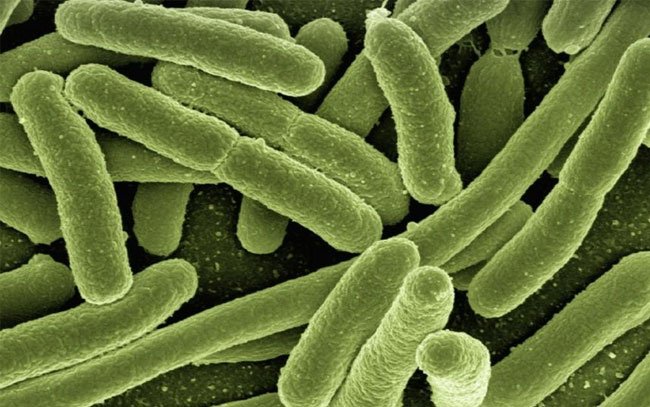 Bacteria carnívoras, otra amenaza del cambio climático