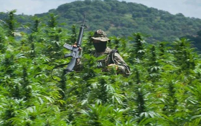 Canadá Quiere El Negocio De La Marihuana Legal En México